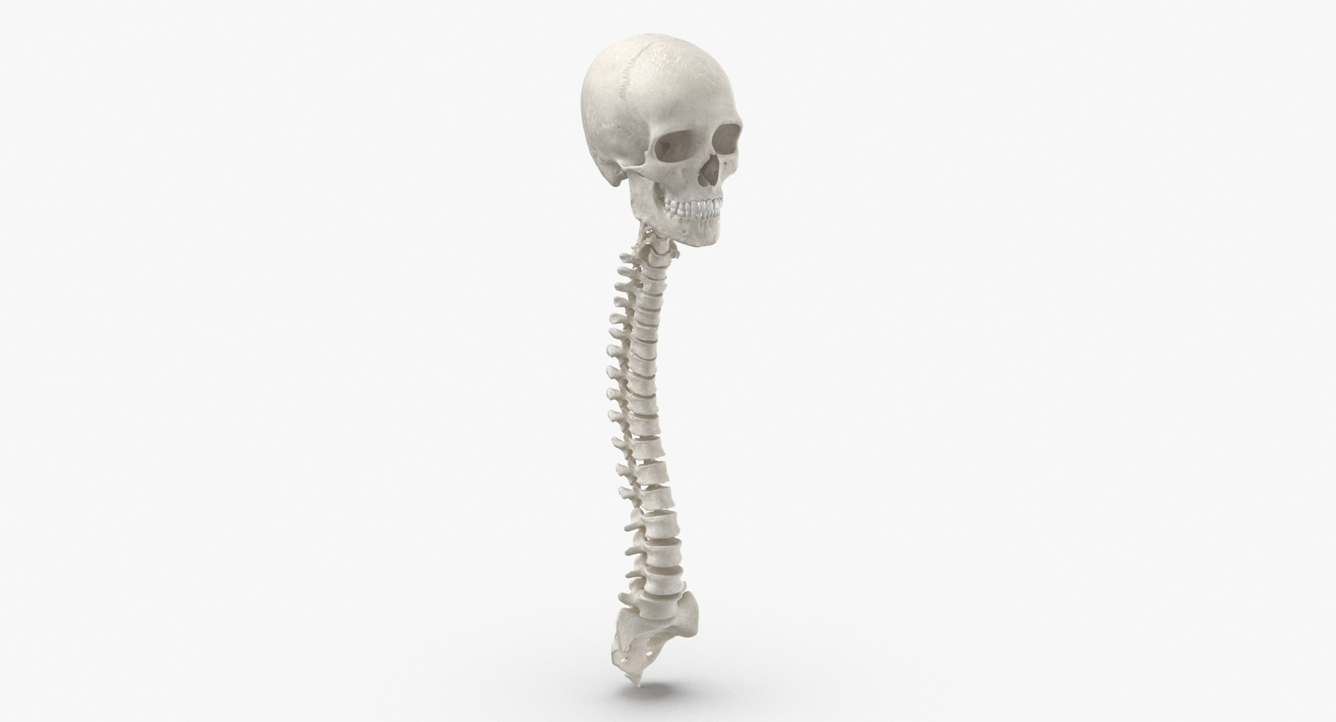 Real human spine bones model - TurboSquid 1639900