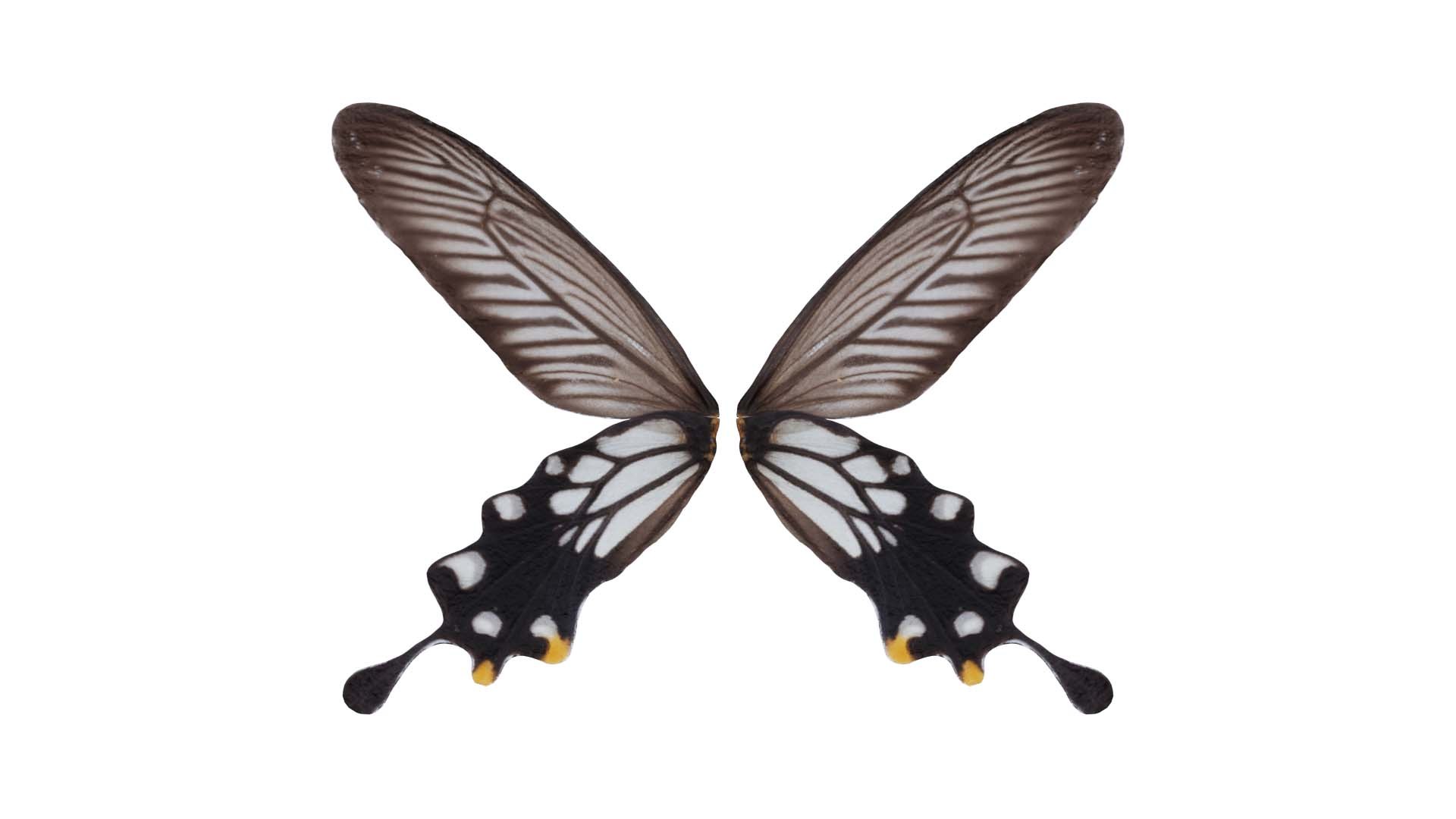 3D Common Mime Papilio Polytes Remastered - TurboSquid 2359859