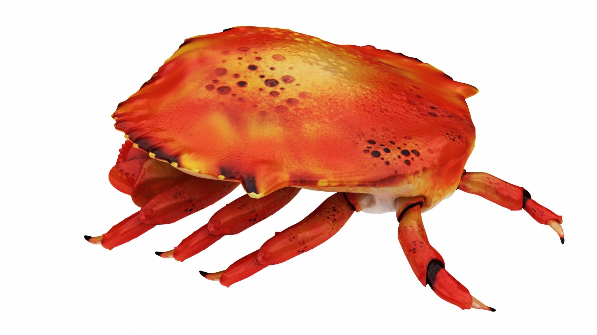 3D model crab animal crustacean - TurboSquid 1496376