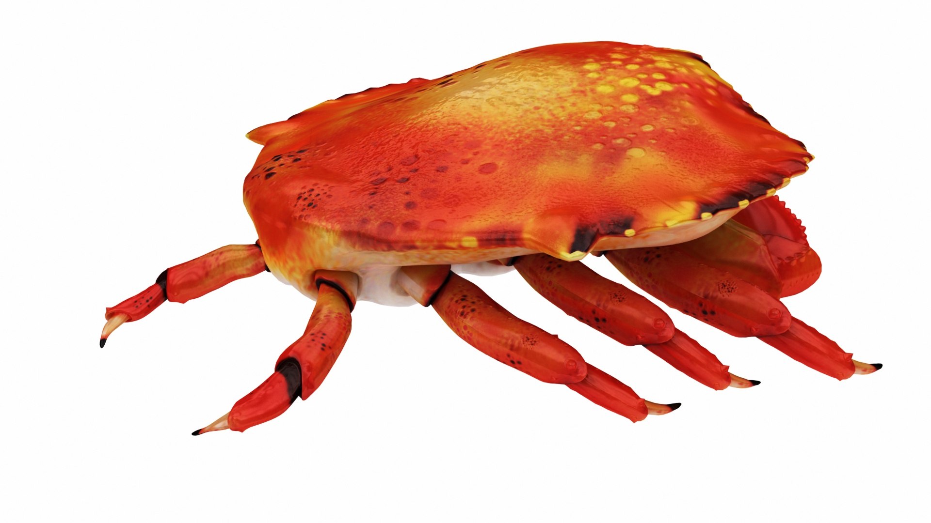 3D model crab animal crustacean - TurboSquid 1496376