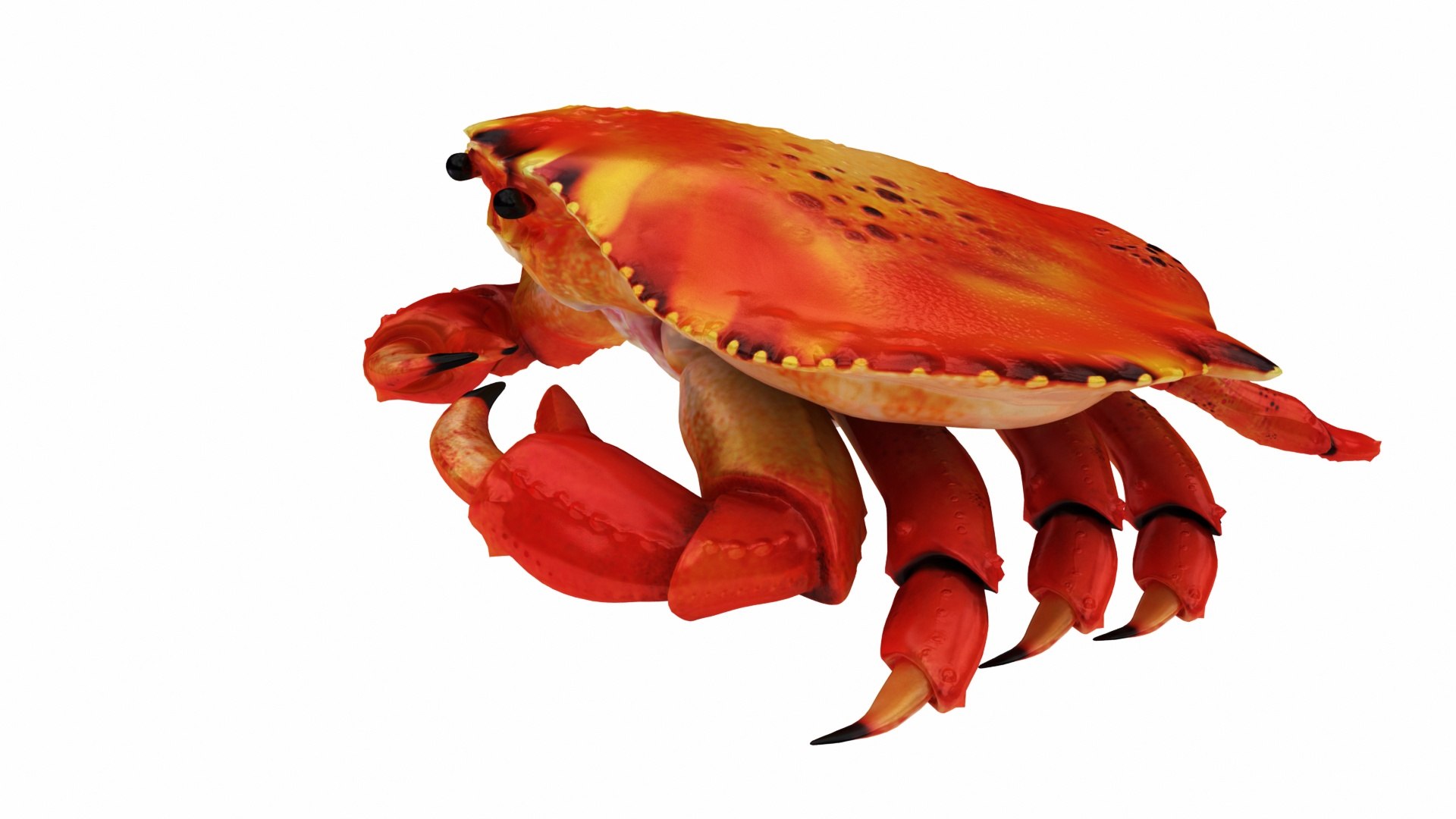3D model crab animal crustacean - TurboSquid 1496376