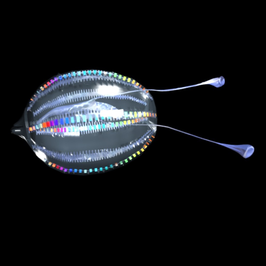 Ctenophora Comb Jelly 3D Model - TurboSquid 1352604