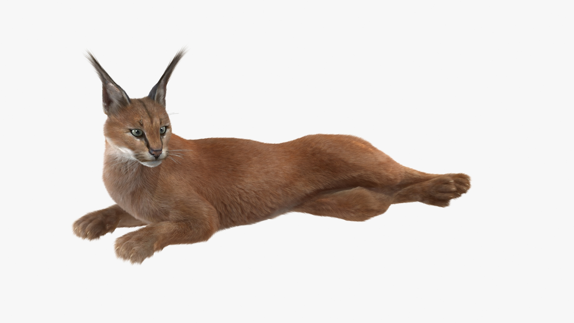 Caracal Cat Resting Fur Model - TurboSquid 2185694