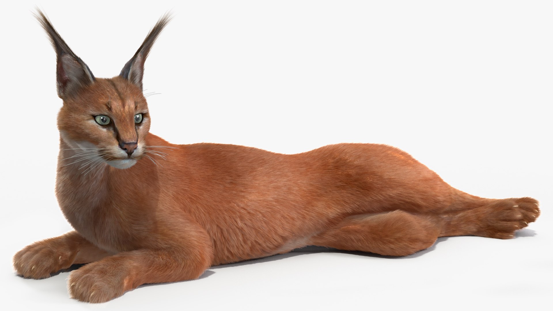 Caracal Cat Resting Fur Model - TurboSquid 2185694