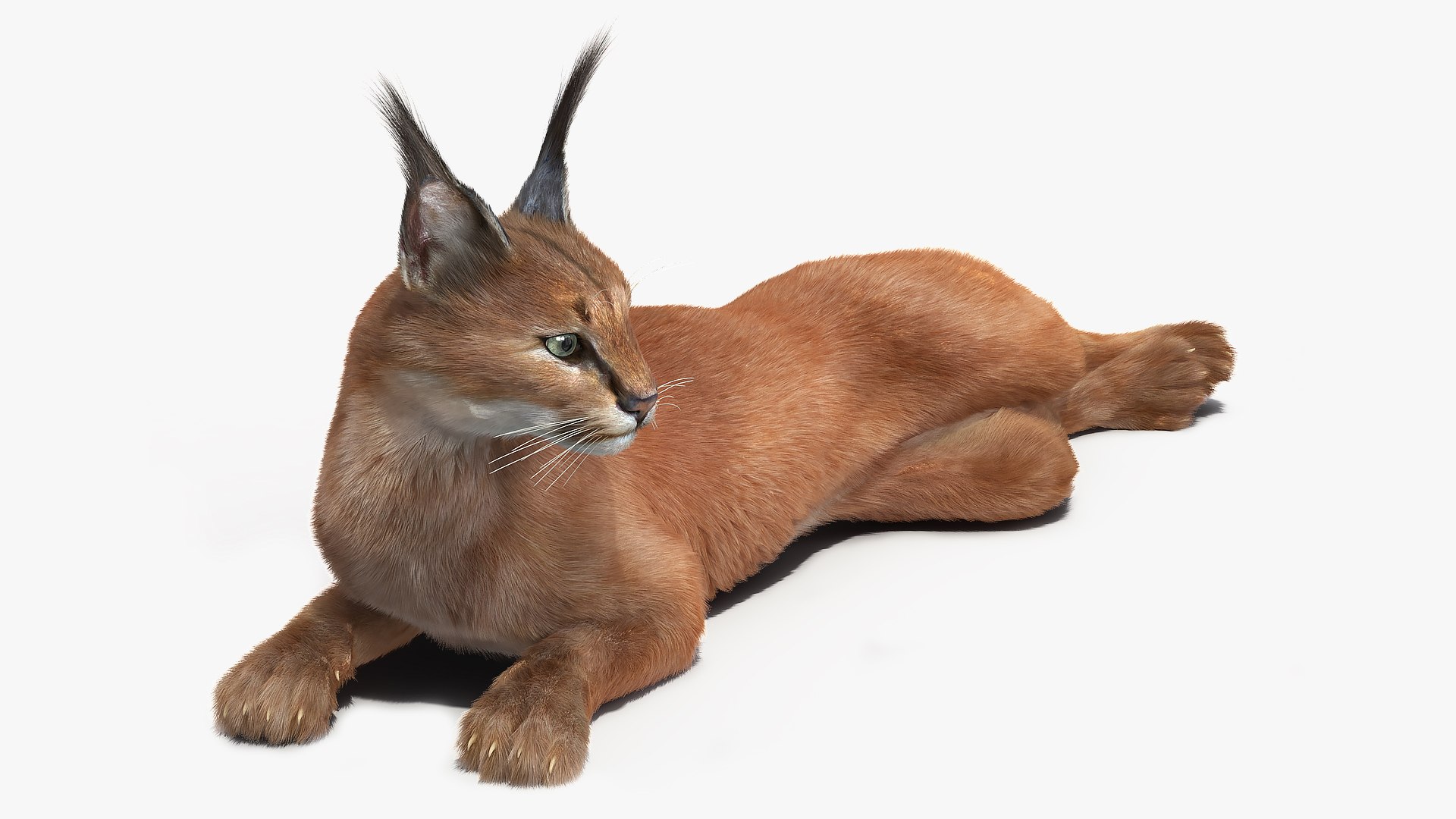 Caracal Cat Resting Fur Model - TurboSquid 2185694