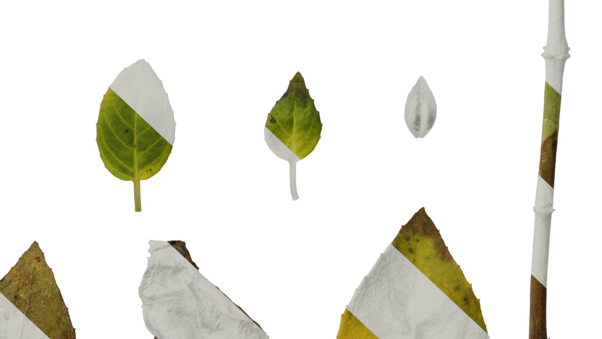 3D Anydrafts Fuchsia Hybrida Leaf 03 Textures - TurboSquid 2355740