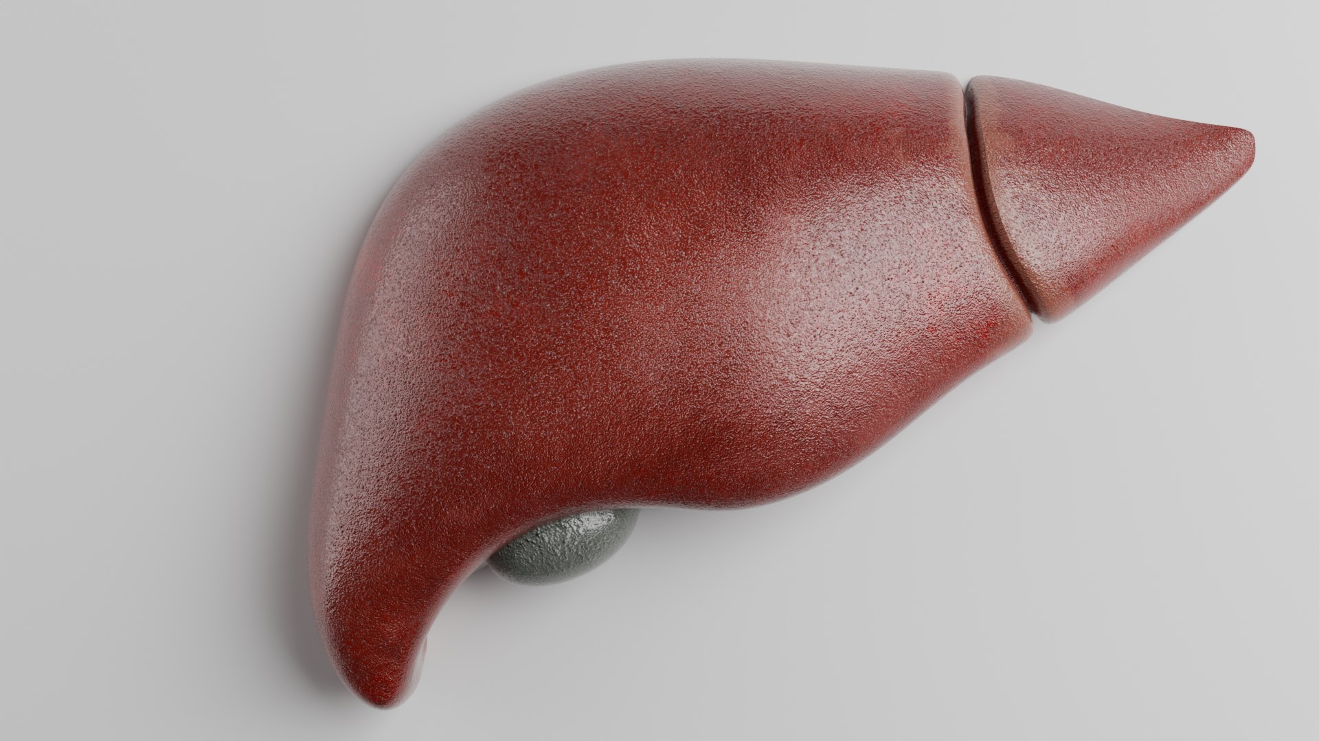 Human Organs Model - TurboSquid 2331875