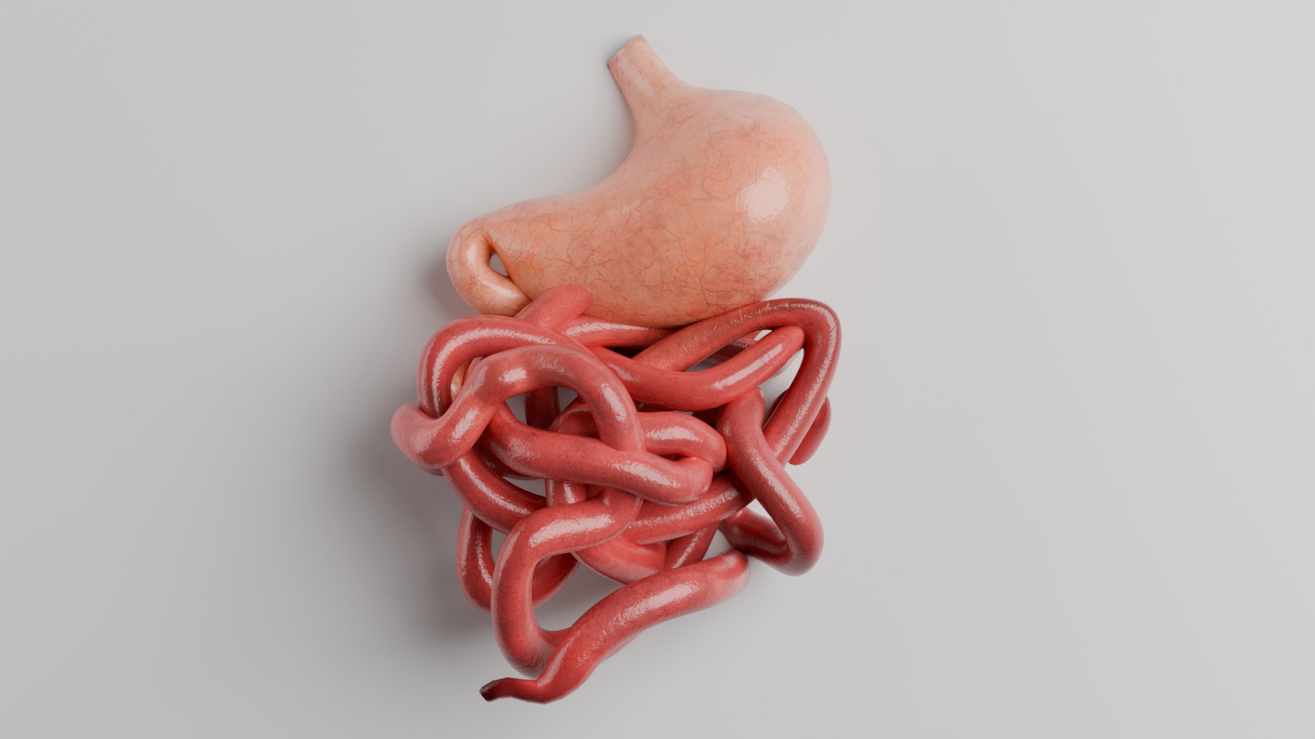 Human Organs Model - TurboSquid 2331875