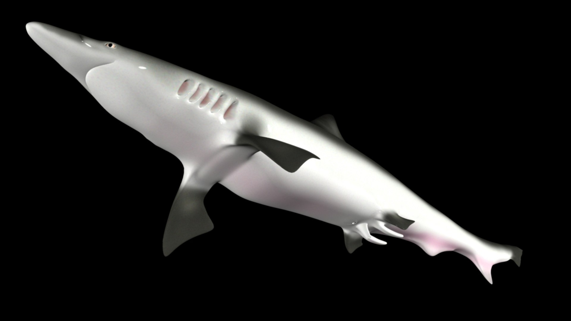 Maya Scoliodon Shark