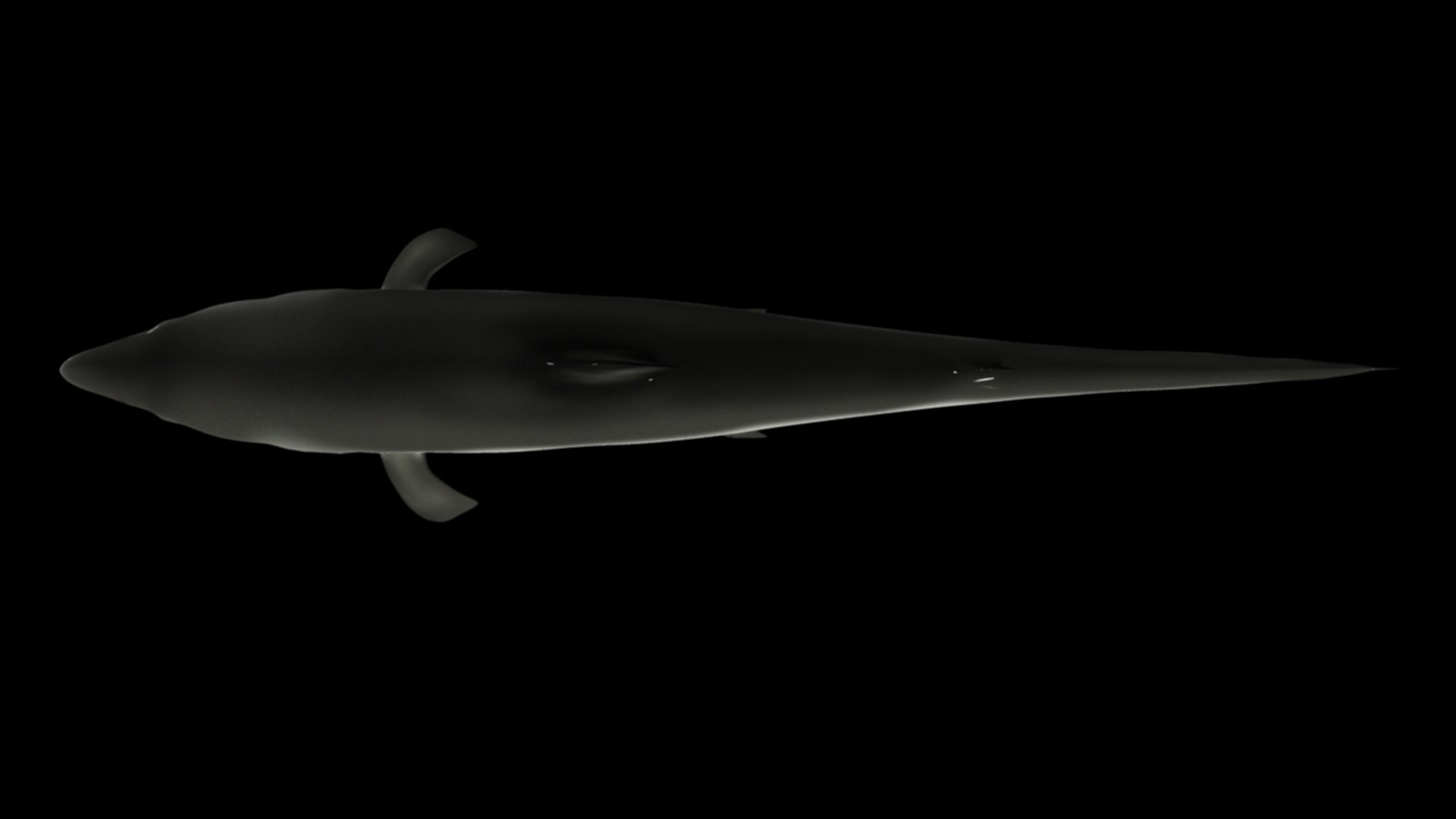 Maya Scoliodon Shark