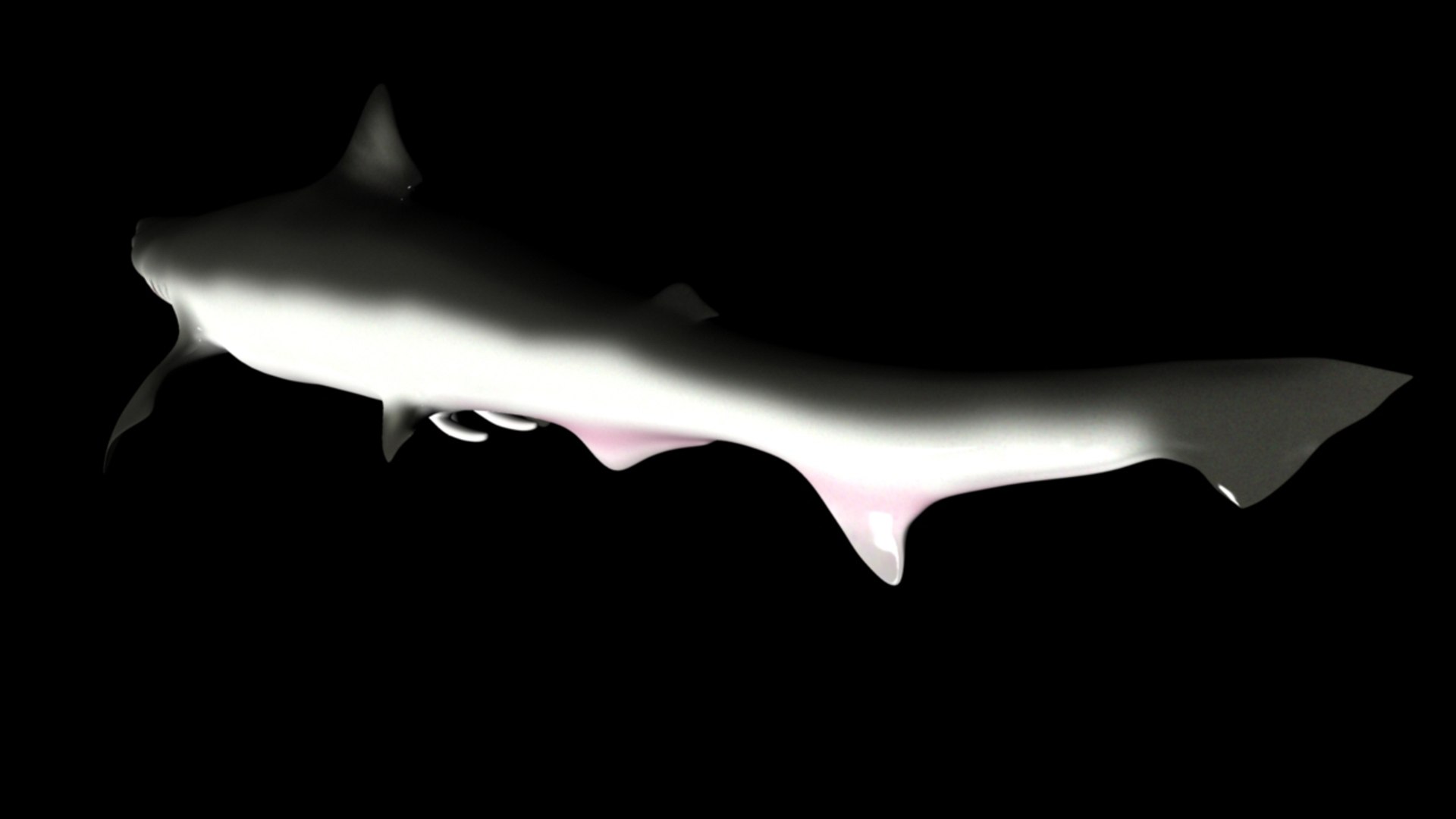 Maya Scoliodon Shark