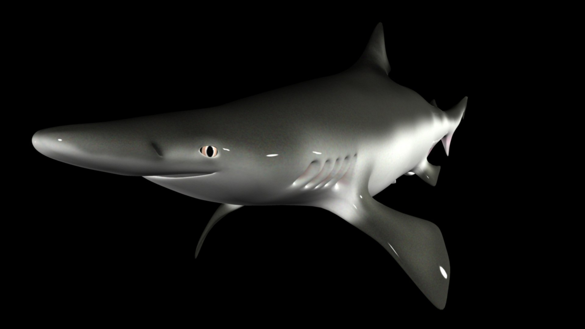 Maya Scoliodon Shark