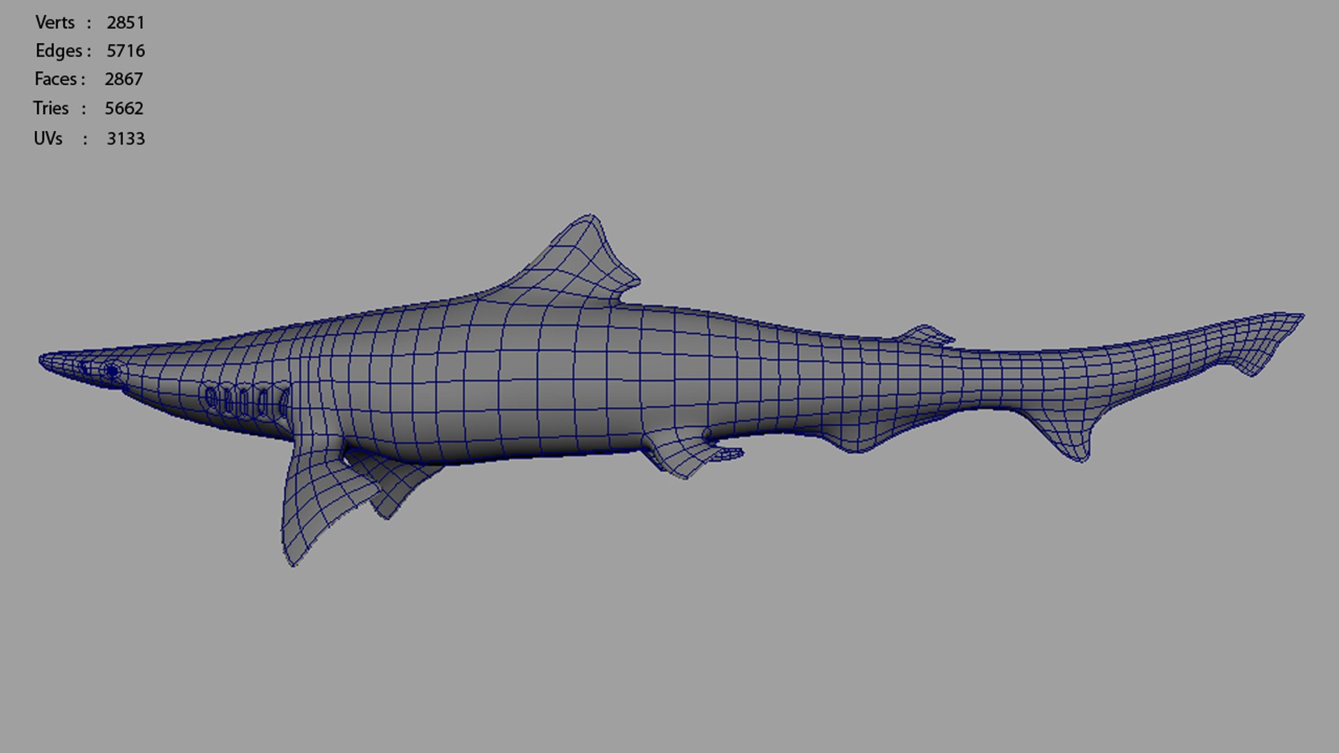Maya Scoliodon Shark