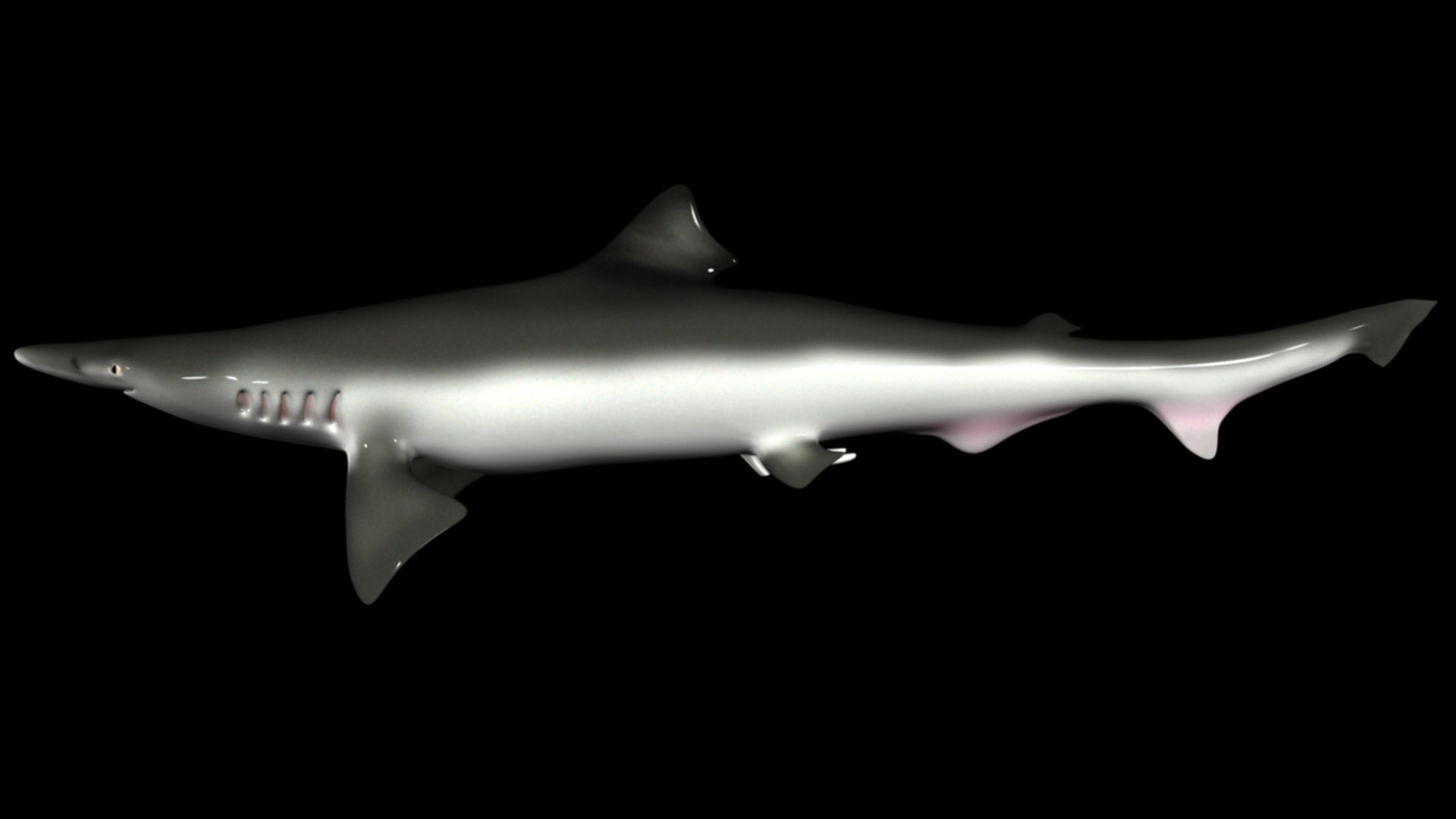 Maya Scoliodon Shark