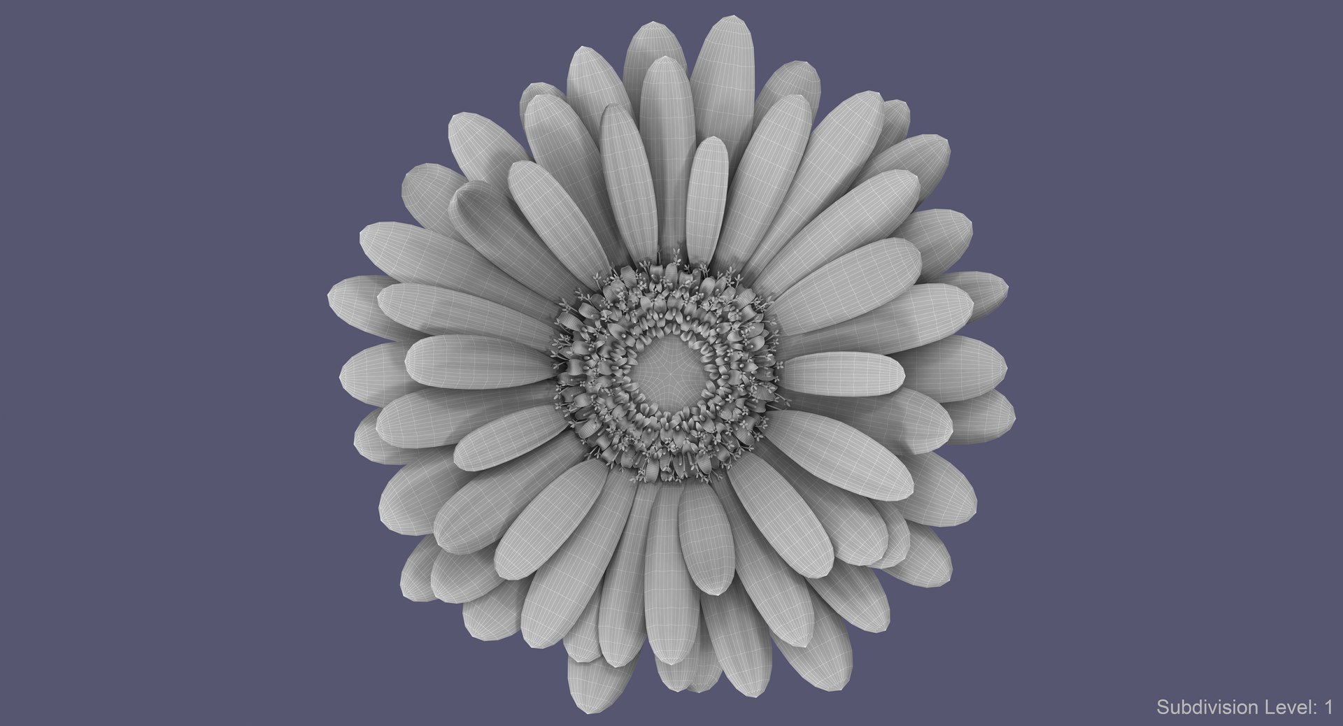 Gerbera Flower 3d Model