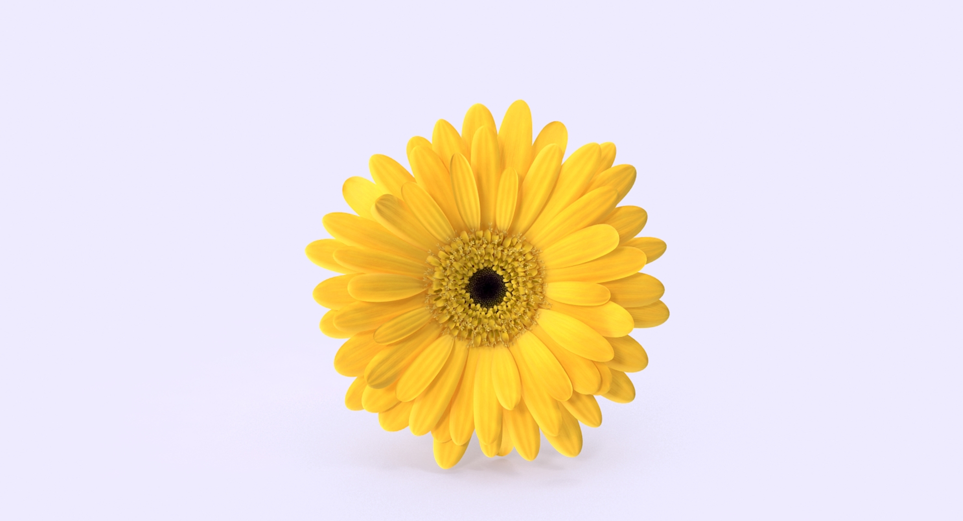 Gerbera Flower 3d Model