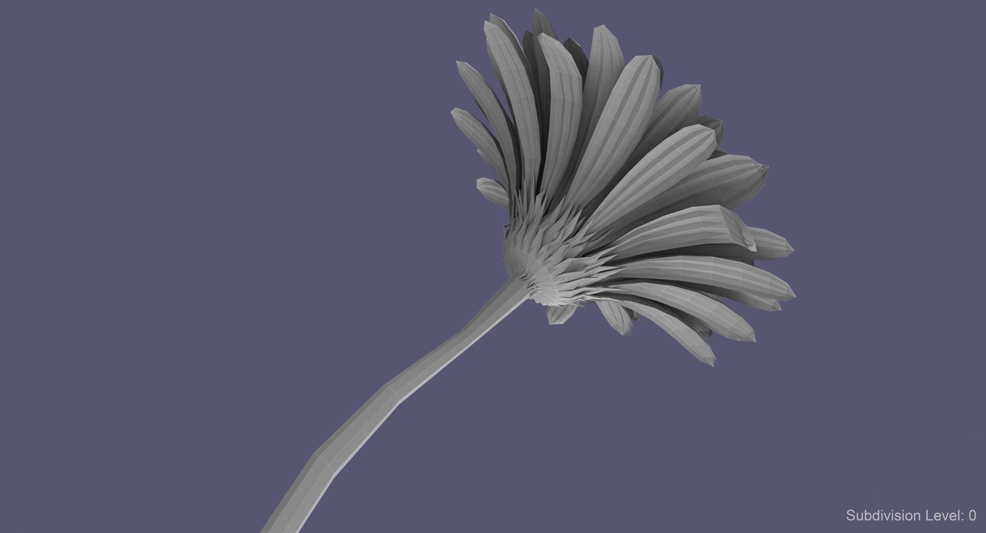 Gerbera Flower 3d Model