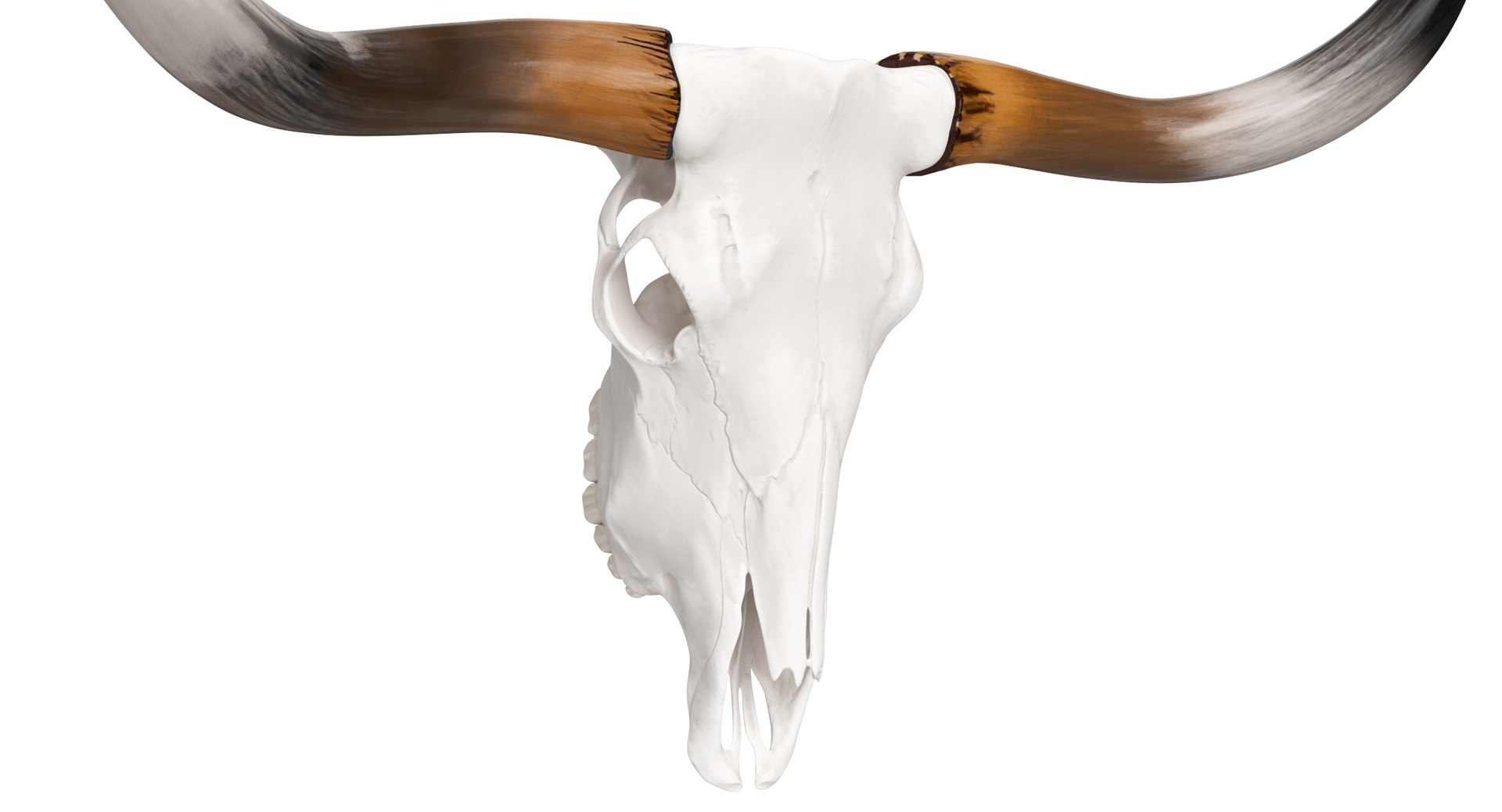 3D Model Cattle Cow Skull And Horns Collection - TurboSquid 2292962