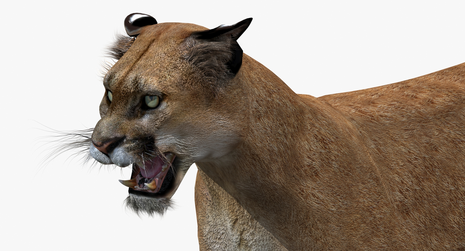 3d model puma animation cat