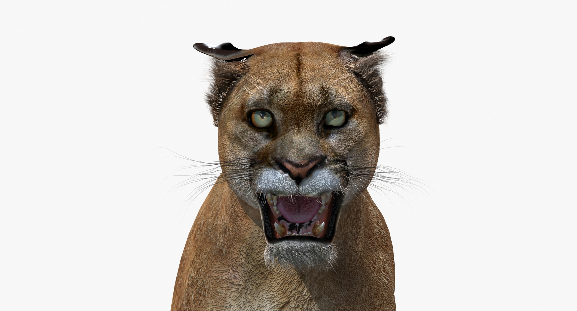 3d model puma animation cat
