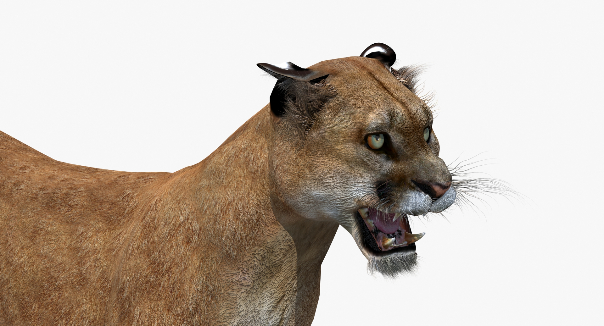 3d model puma animation cat