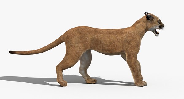 3d model puma animation cat