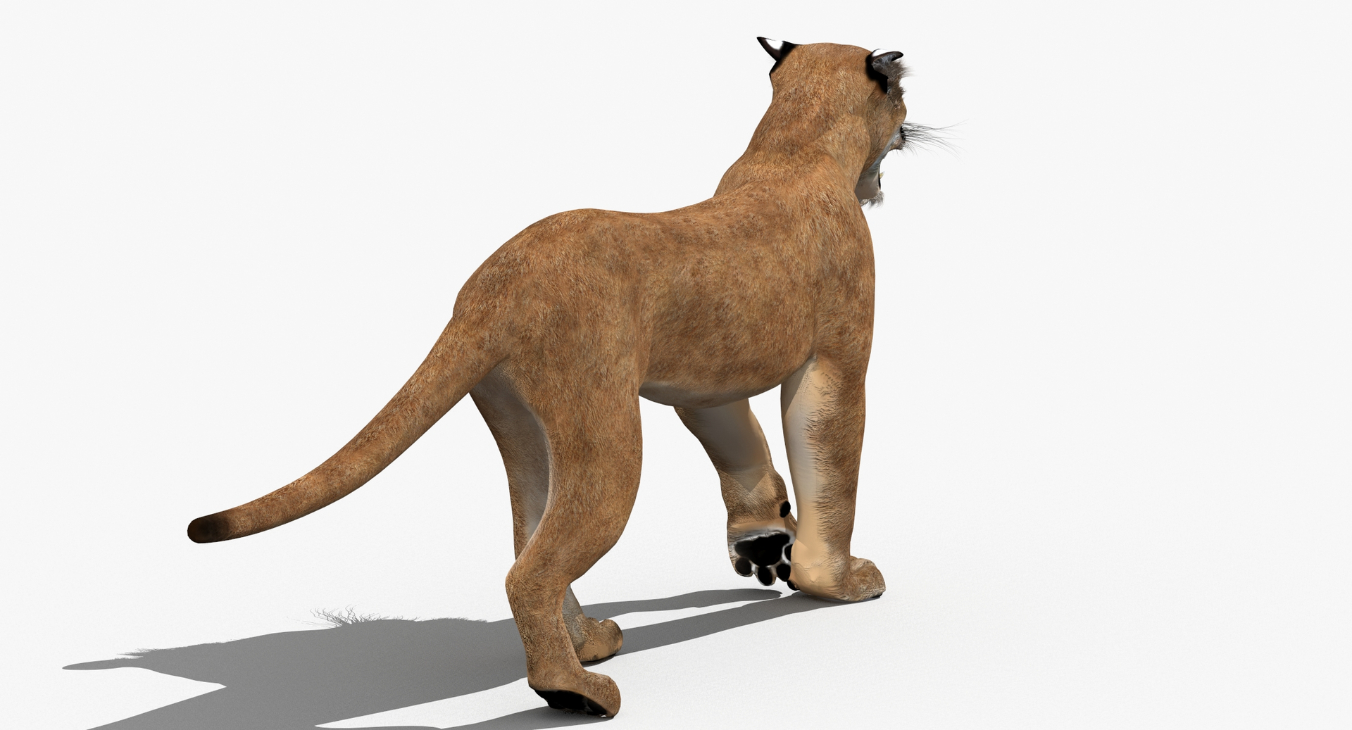 3d model puma animation cat