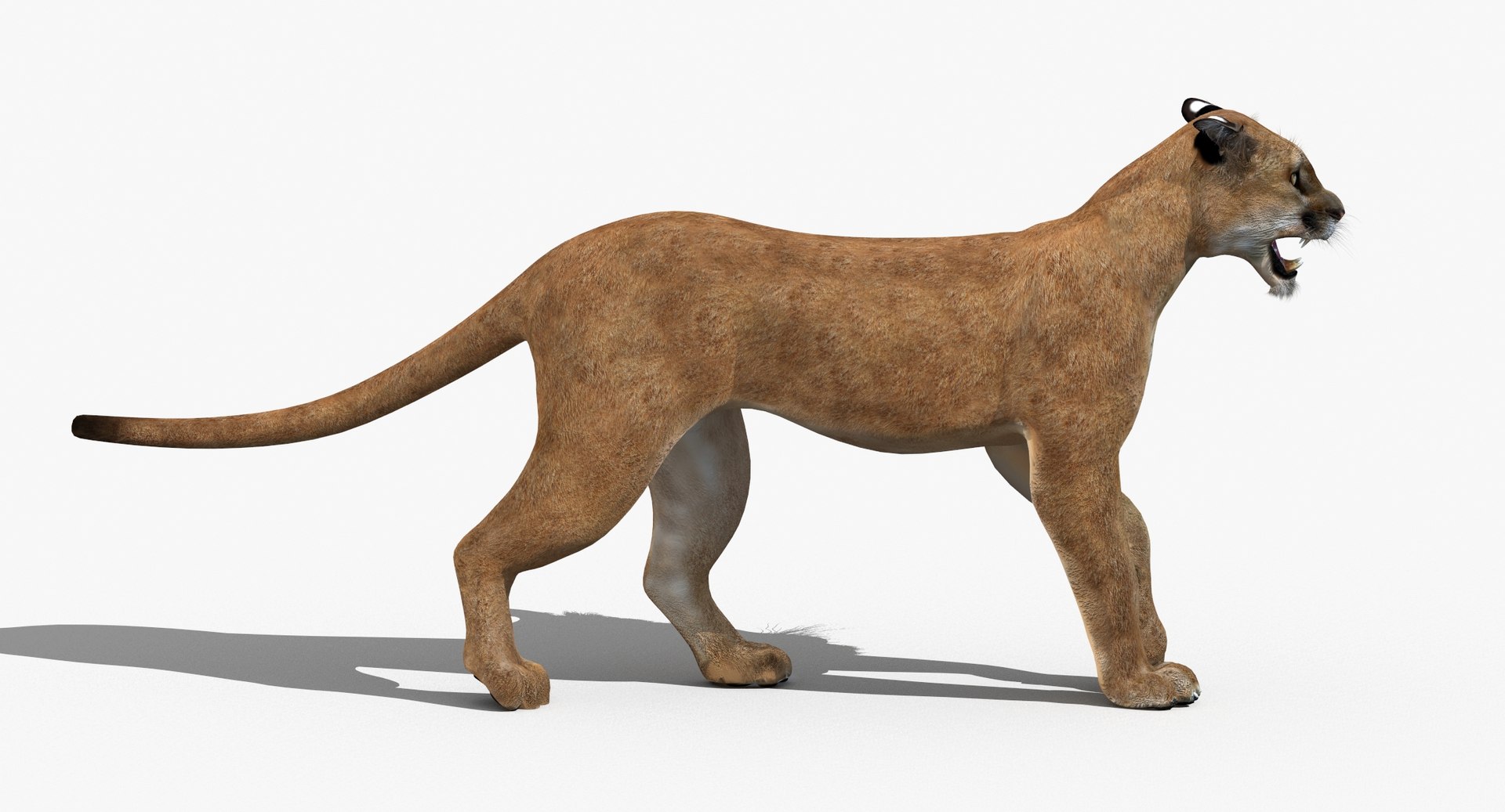3d Model Puma Animation Cat