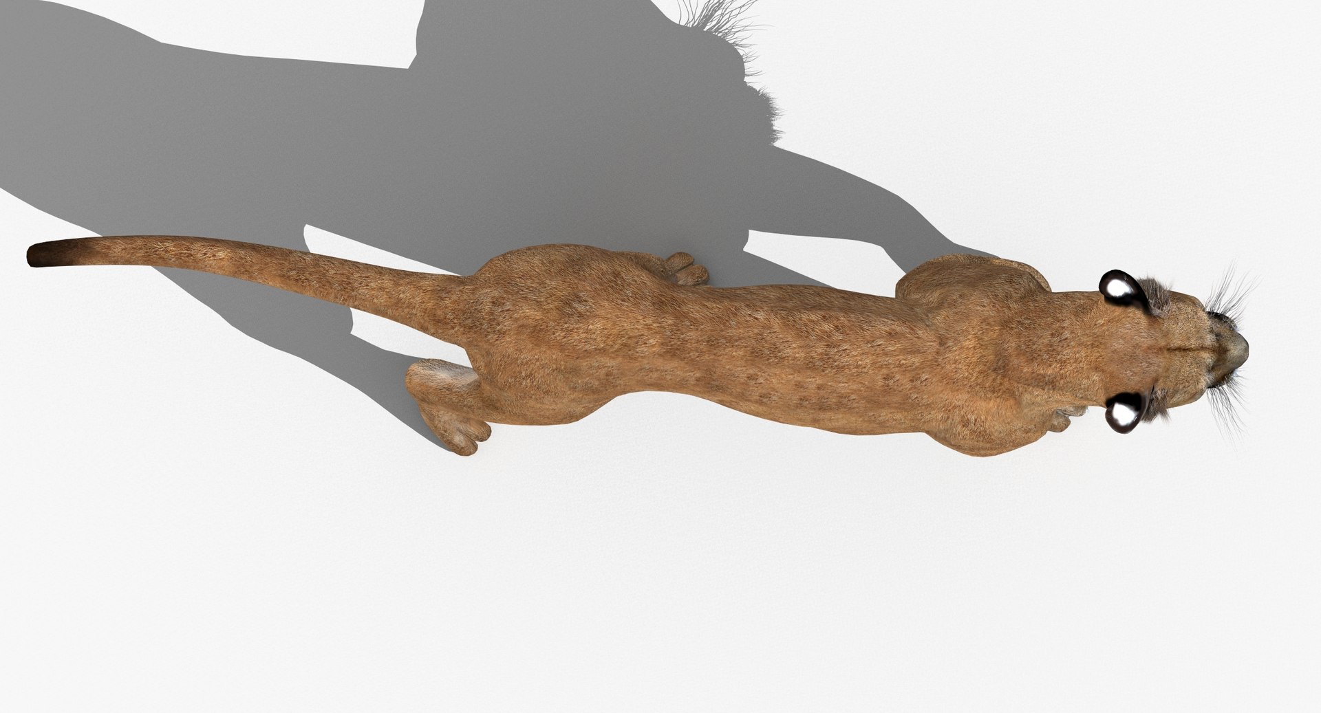 3d Model Puma Animation Cat