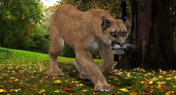 3d model puma animation cat