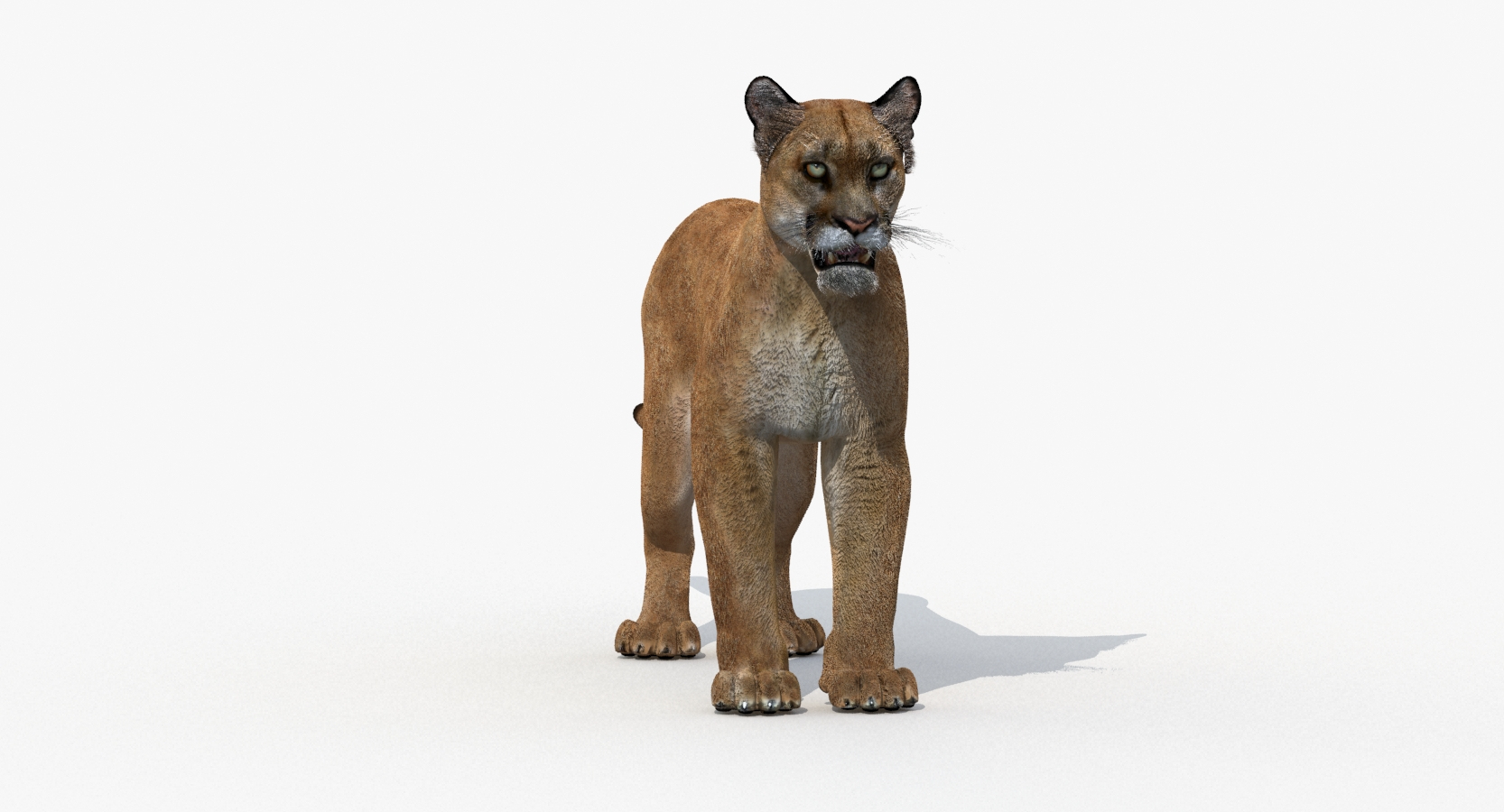 3d model puma animation cat