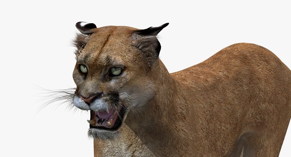 modelo 3d Puma (animación) - TurboSquid 983587