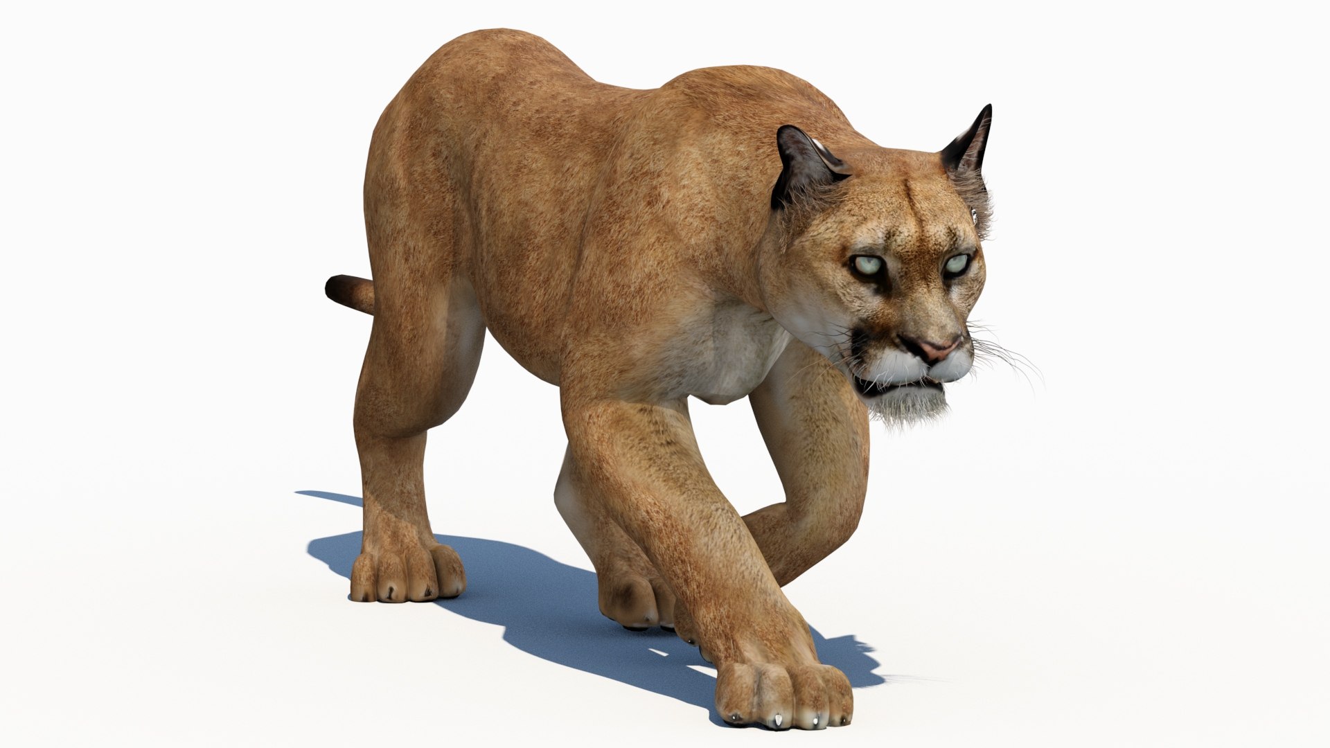 3d Model Puma Animation Cat