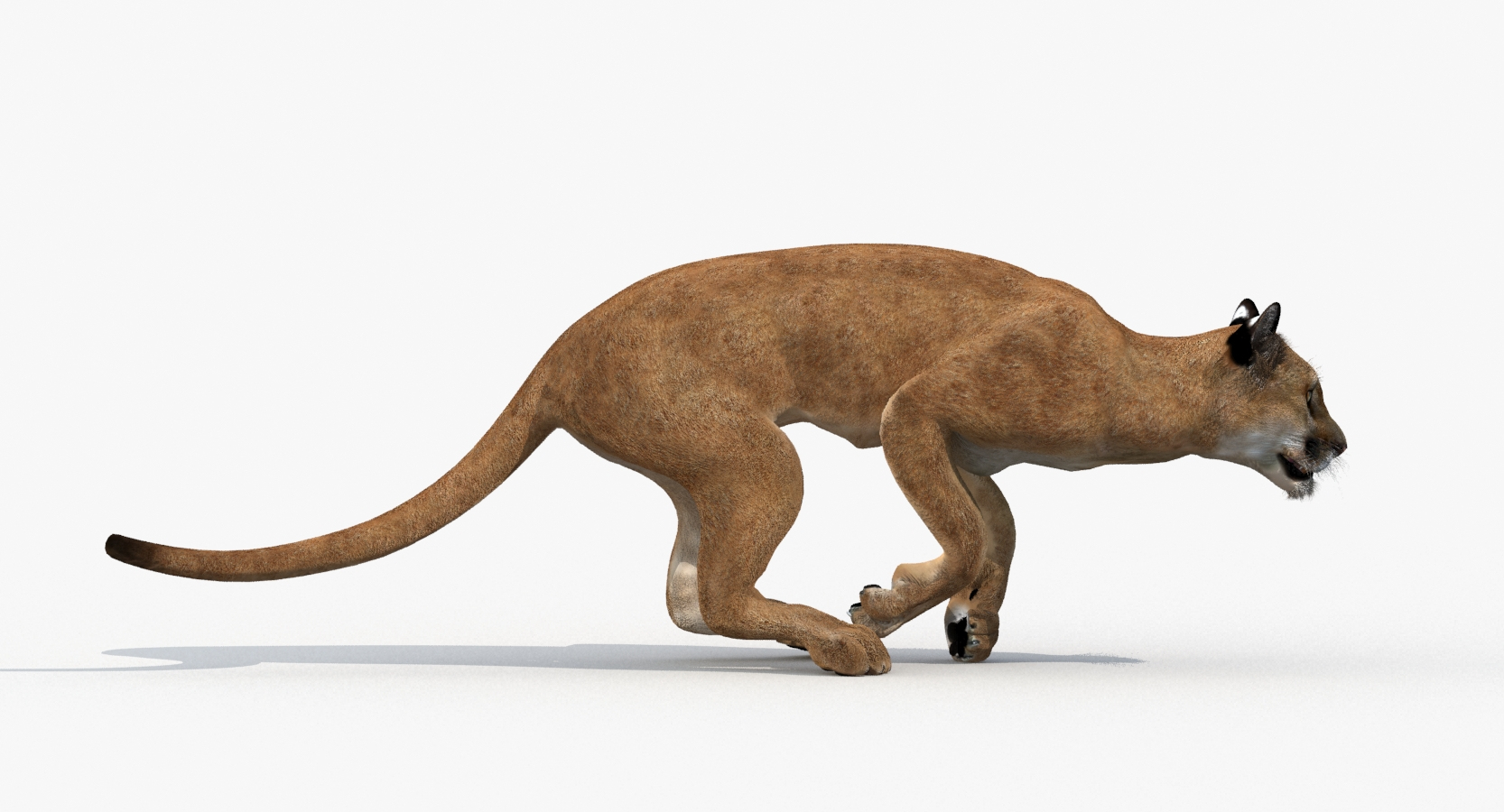 3d model puma animation cat