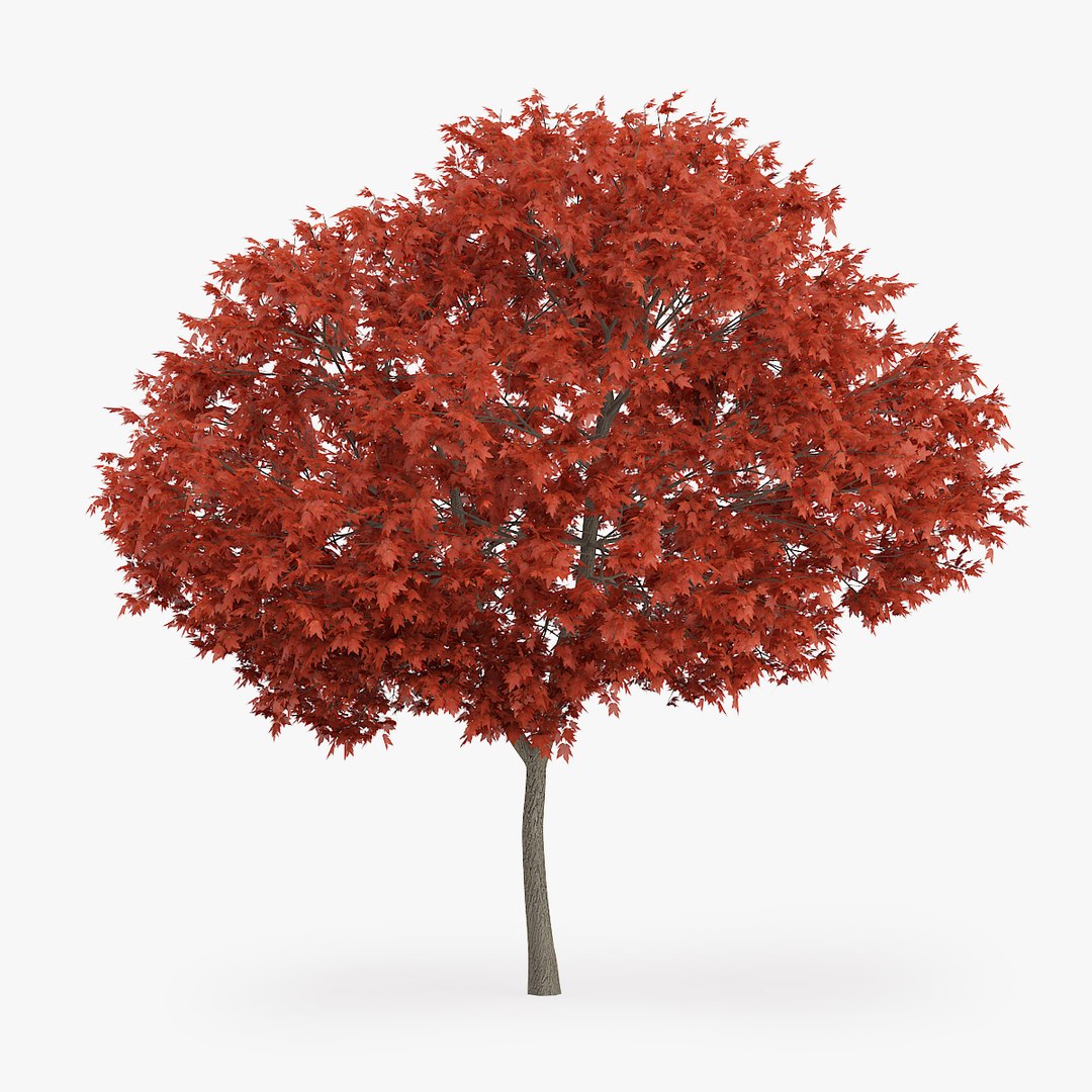 3d red maple tree 8m
