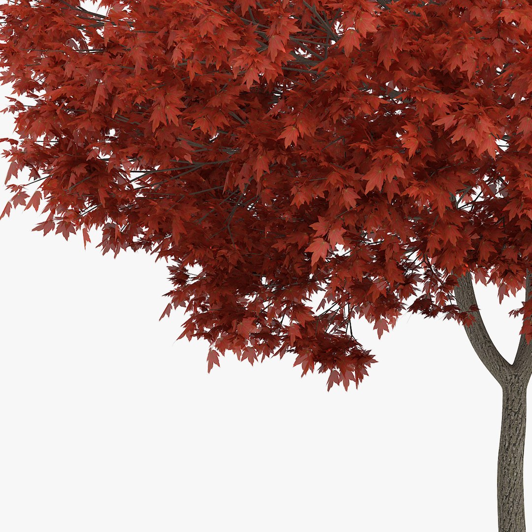 3d Red Maple Tree 8m