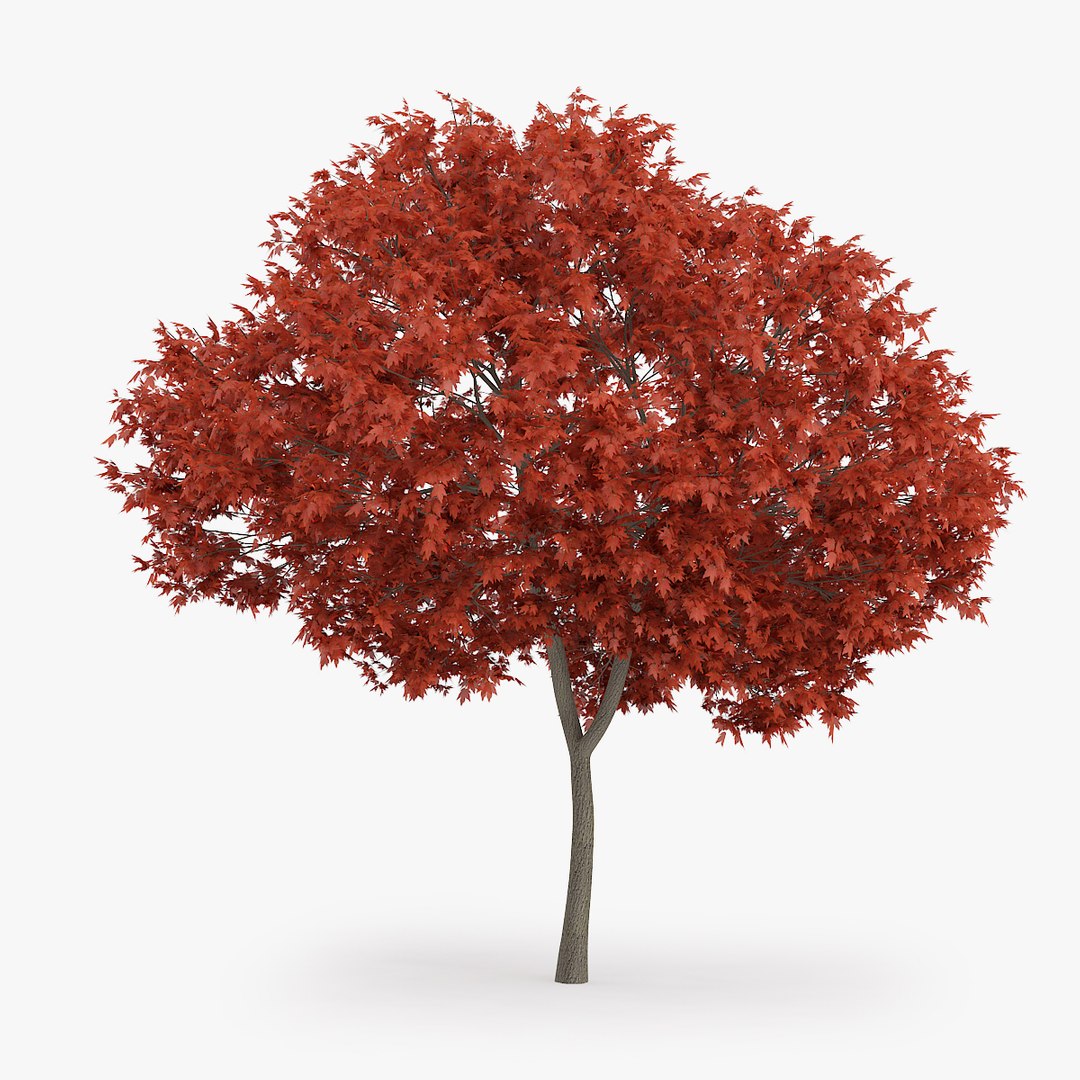 3d Red Maple Tree 8m