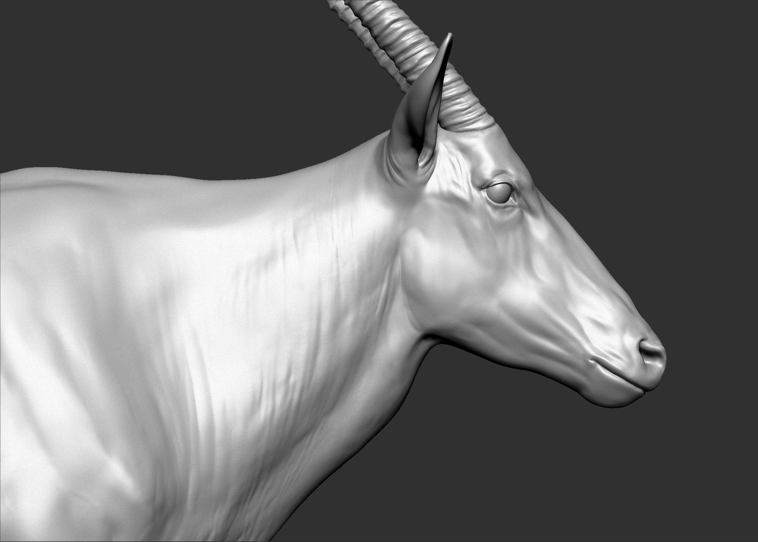 Oryx Antelope Model - TurboSquid 1442433