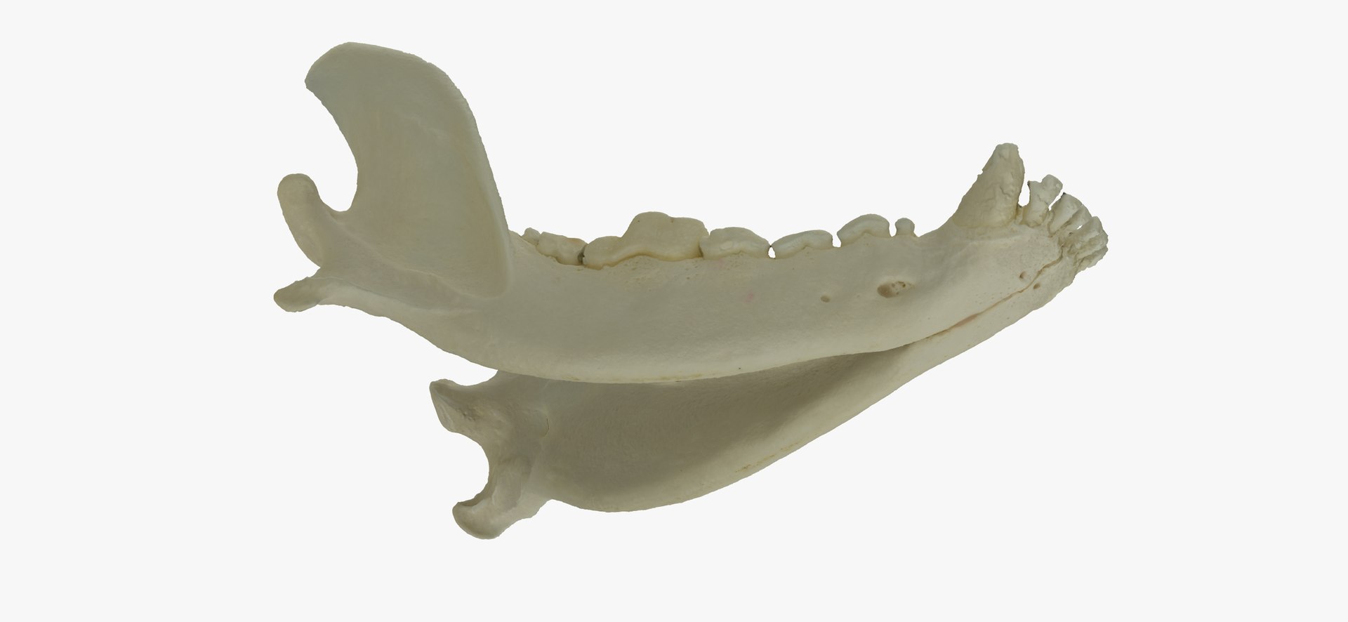 3D Domestic Dog Jaw 01 RAW Scan - TurboSquid 2143264