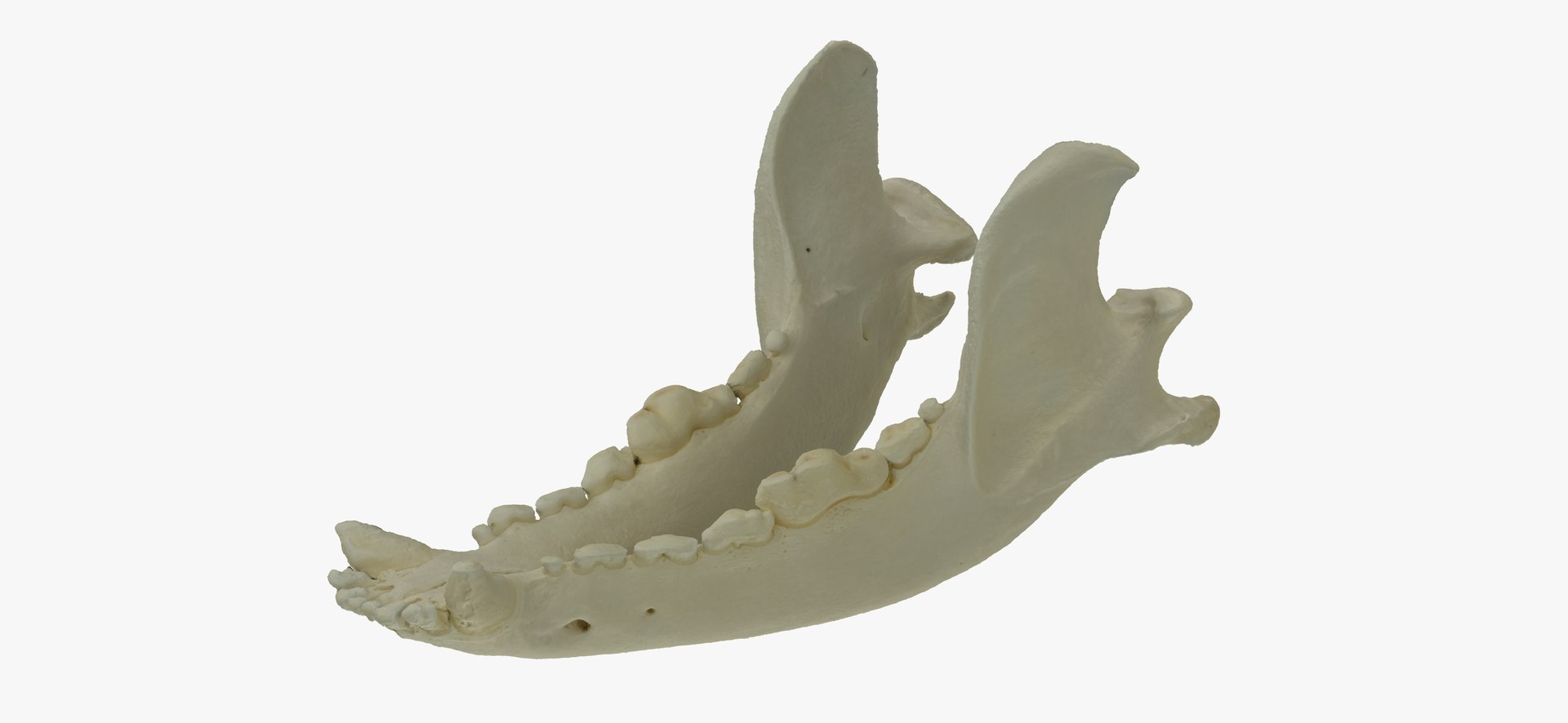 3D Domestic Dog Jaw 01 RAW Scan - TurboSquid 2143264