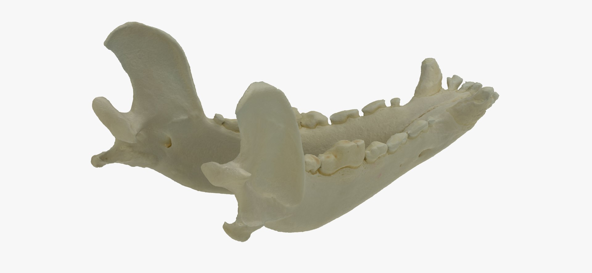 3D Domestic Dog Jaw 01 RAW Scan - TurboSquid 2143264