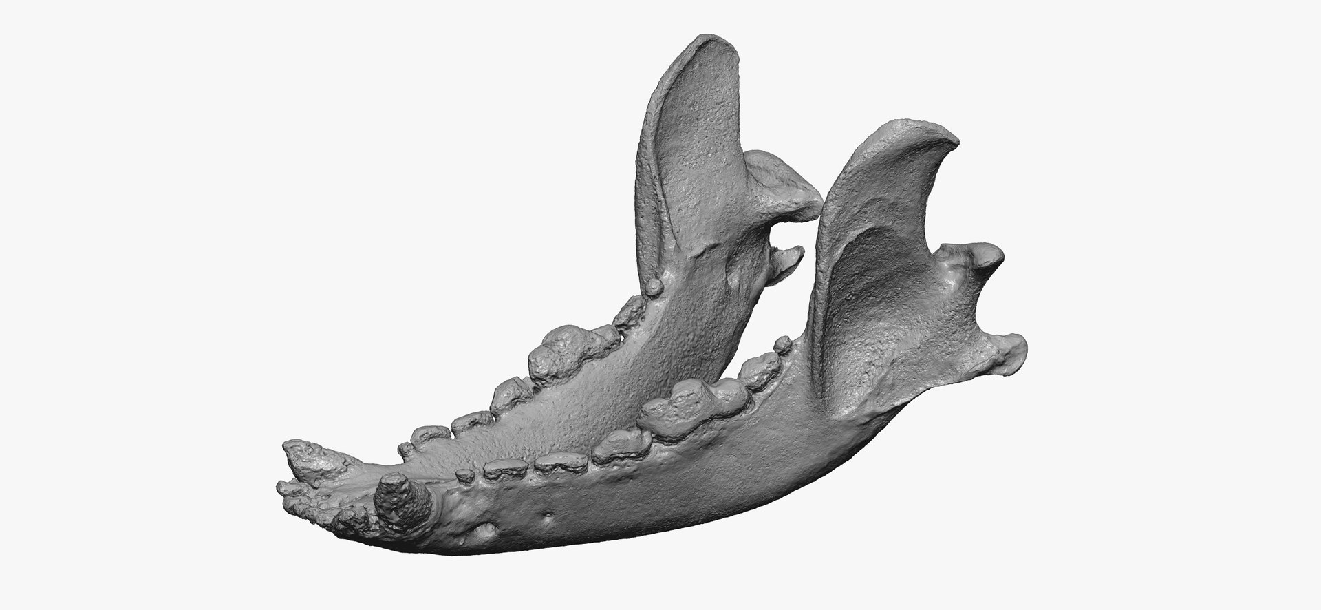 3D Domestic Dog Jaw 01 RAW Scan - TurboSquid 2143264