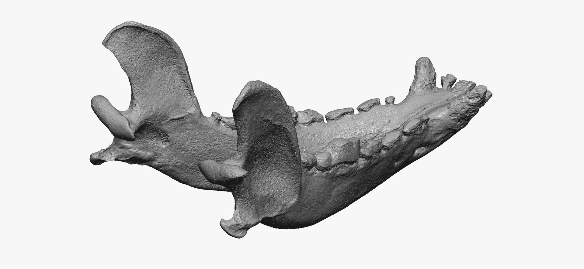 3D Domestic Dog Jaw 01 RAW Scan - TurboSquid 2143264
