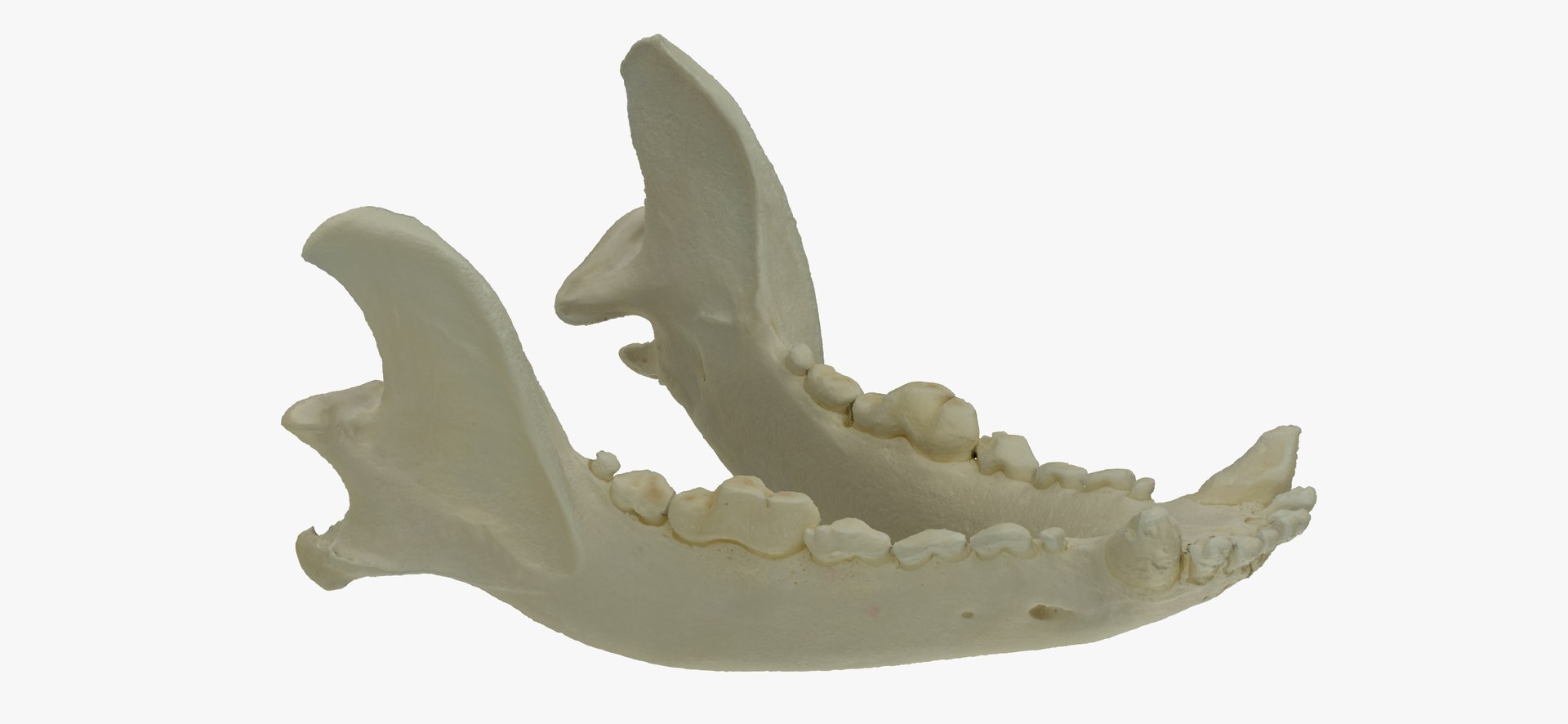 3D Domestic Dog Jaw 01 RAW Scan - TurboSquid 2143264