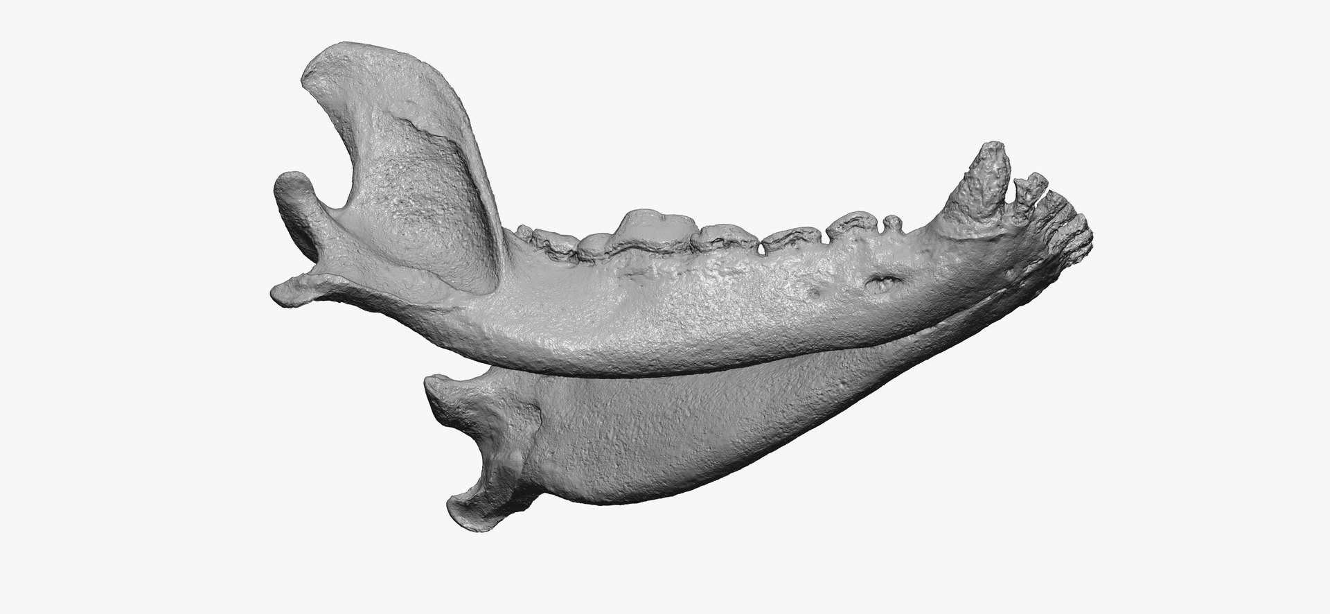 3D Domestic Dog Jaw 01 RAW Scan - TurboSquid 2143264