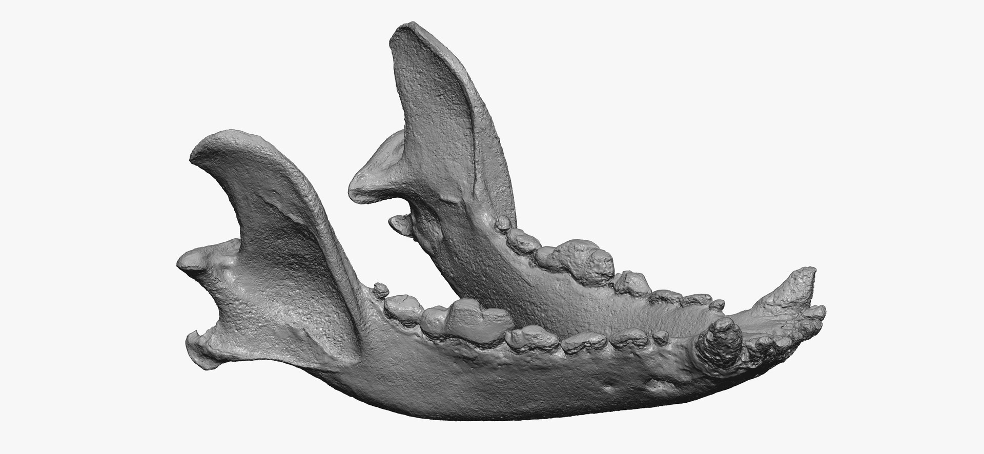 3D Domestic Dog Jaw 01 RAW Scan - TurboSquid 2143264