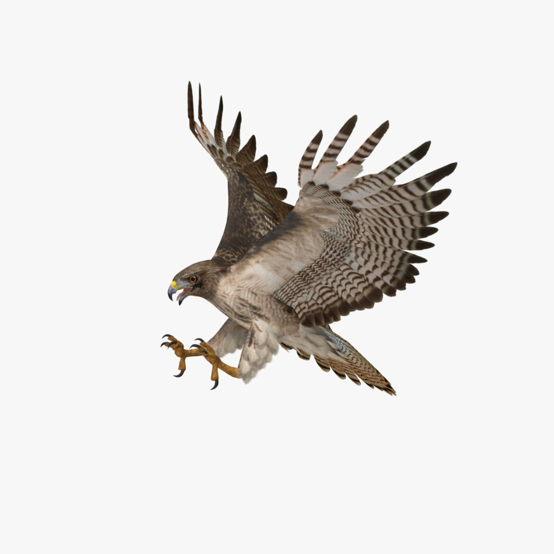 3d Model Buteo Jamaicensis Red-tailed Hawk