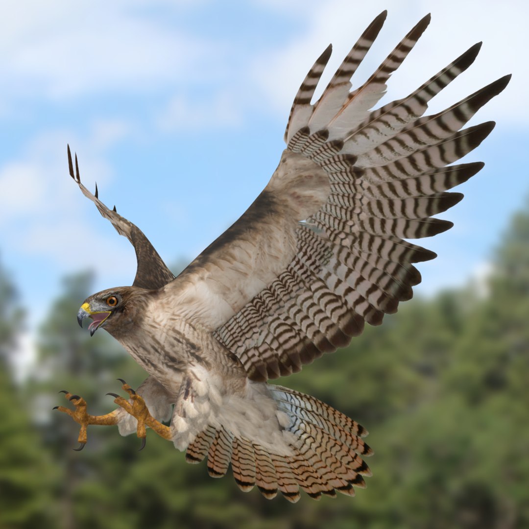 3d model buteo jamaicensis red-tailed hawk