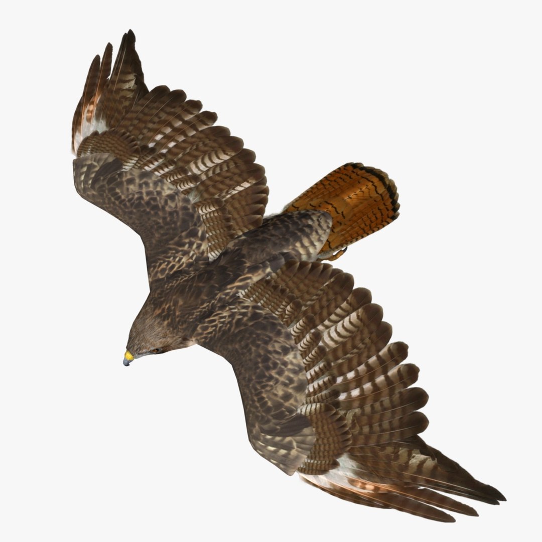 3d model buteo jamaicensis red-tailed hawk