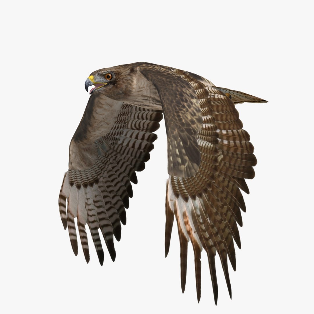 3d Model Buteo Jamaicensis Red-tailed Hawk